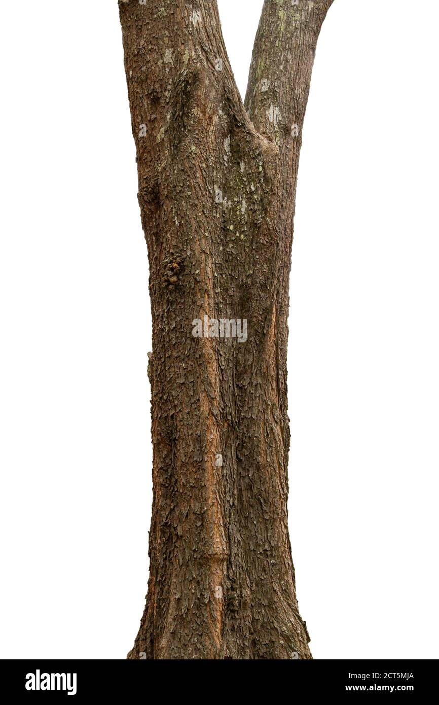 closeup tree trunks isolate on white background Stock Photo - Alamy