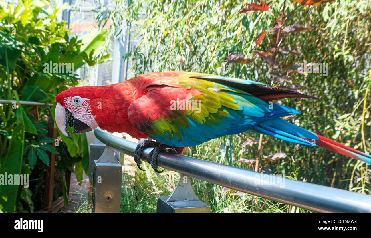 beautiful specimen parrot ara chloropterus in aviary. High quality ...