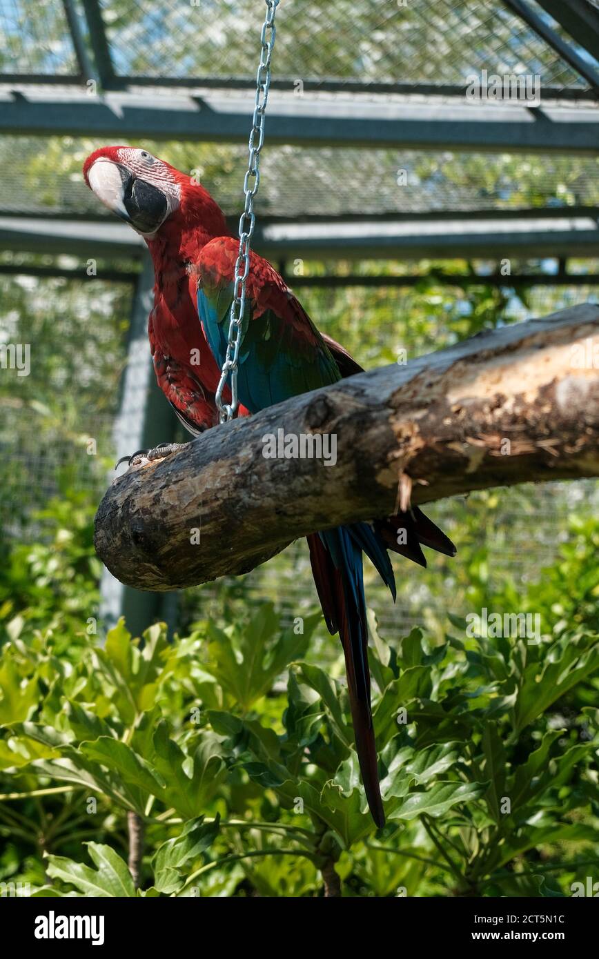 beautiful specimen parrot ara chloropterus in aviary. High quality ...