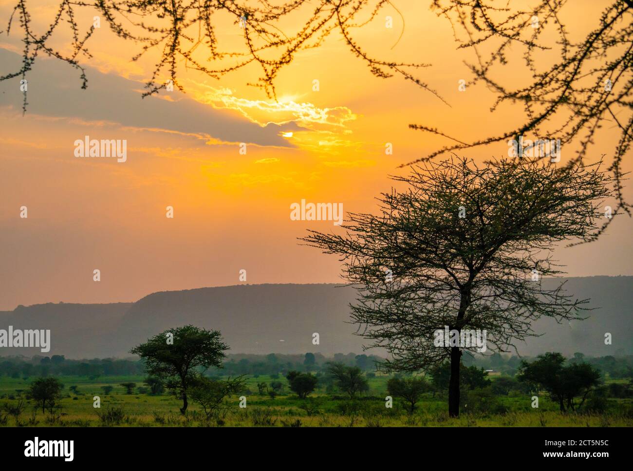 Ngoro ngoro animal hi-res stock photography and images - Alamy