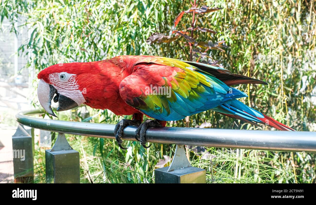 beautiful specimen parrot ara chloropterus in aviary. High quality ...