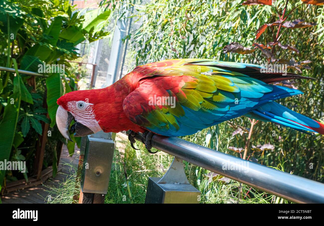 beautiful specimen parrot ara chloropterus in aviary. High quality ...