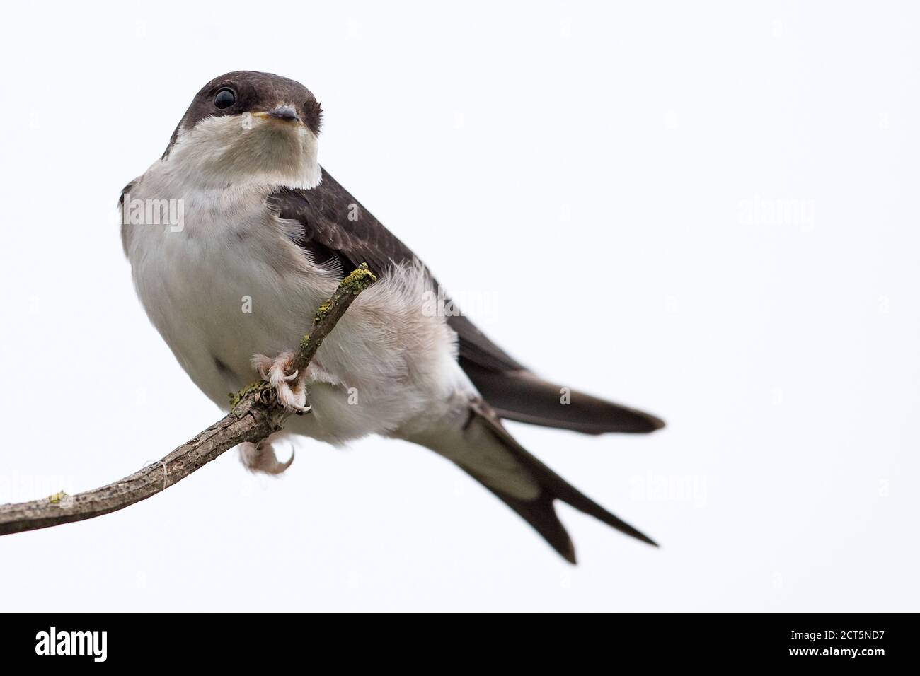 Juvenile House Martins High Resolution Stock Photography and Images - Alamy