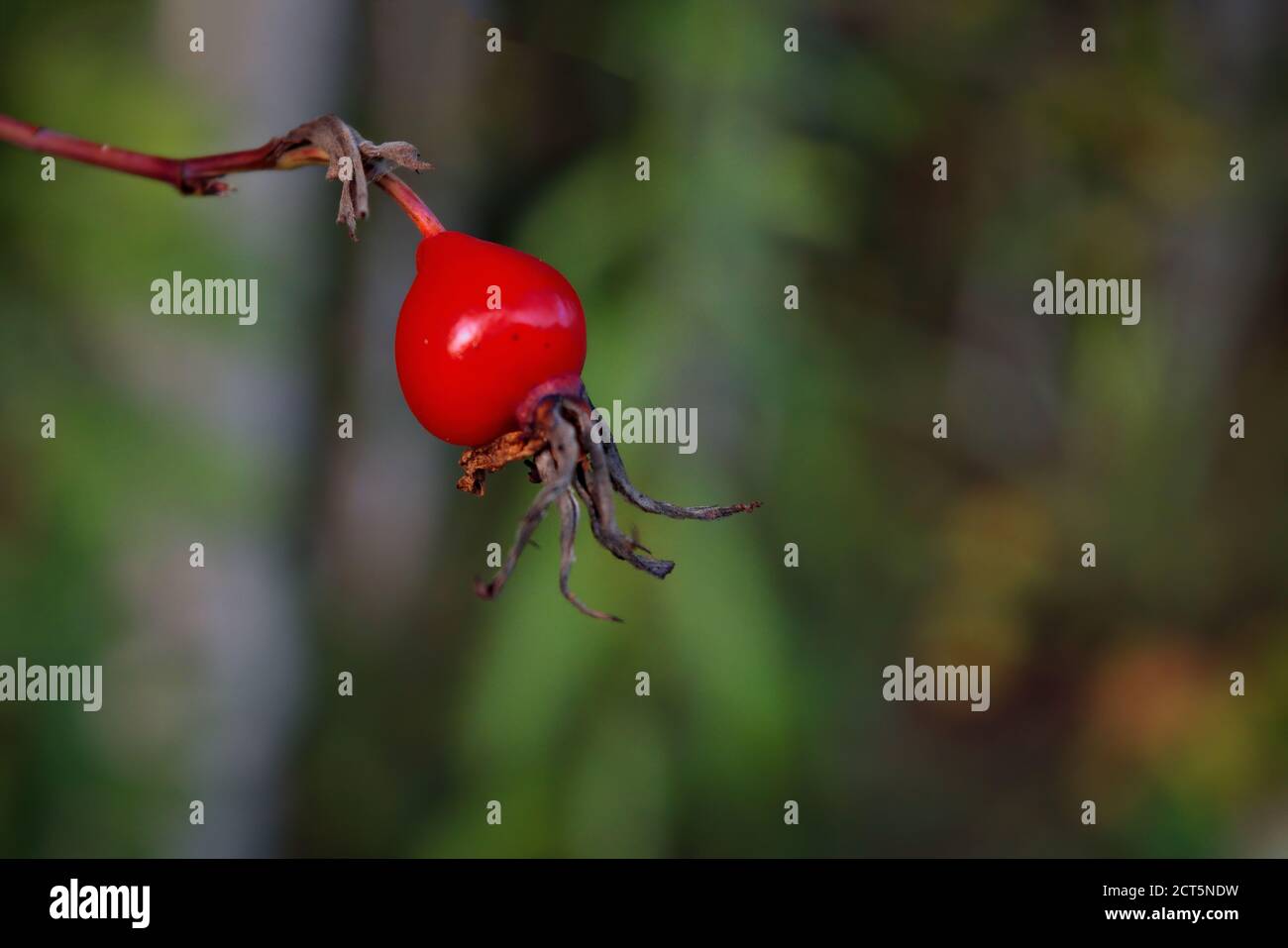 Bright red dog rose hips on a branch close-up. Wild rosehips in nature ...