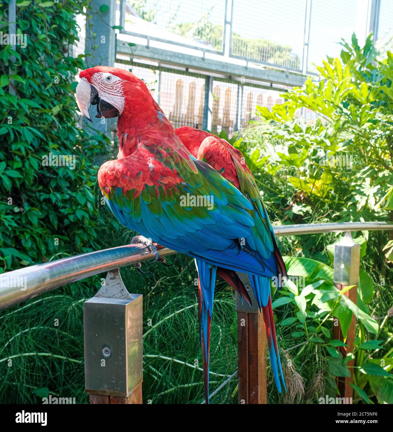 beautiful specimen parrot ara chloropterus in aviary. High quality ...