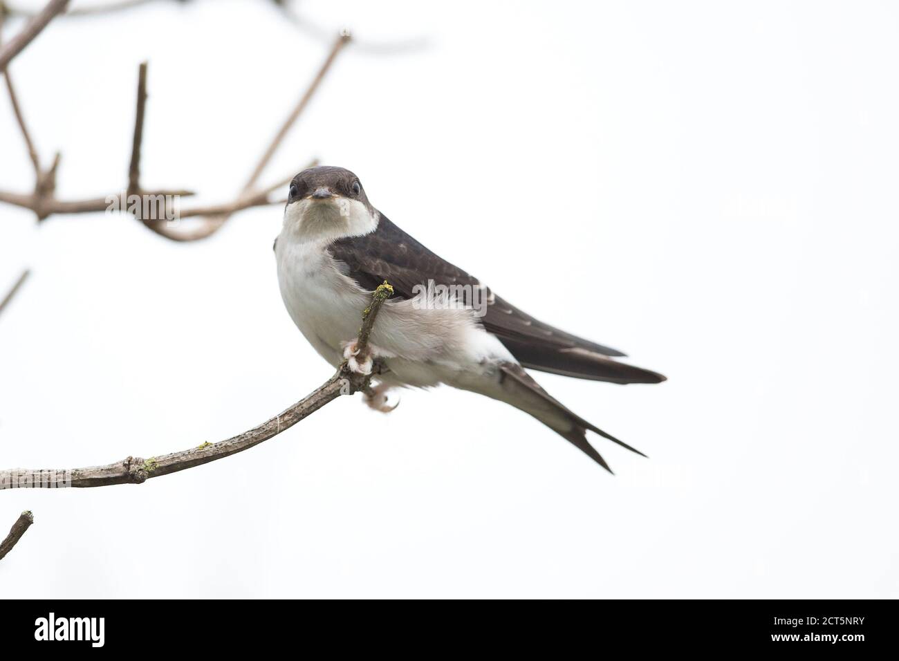 Juvenile house martins hi-res stock photography and images - Alamy
