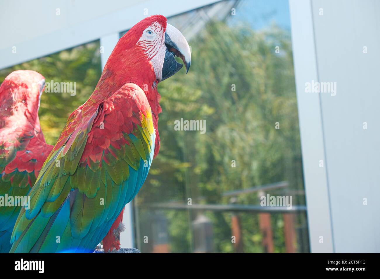 beautiful specimen parrot ara chloropterus in aviary. High quality ...