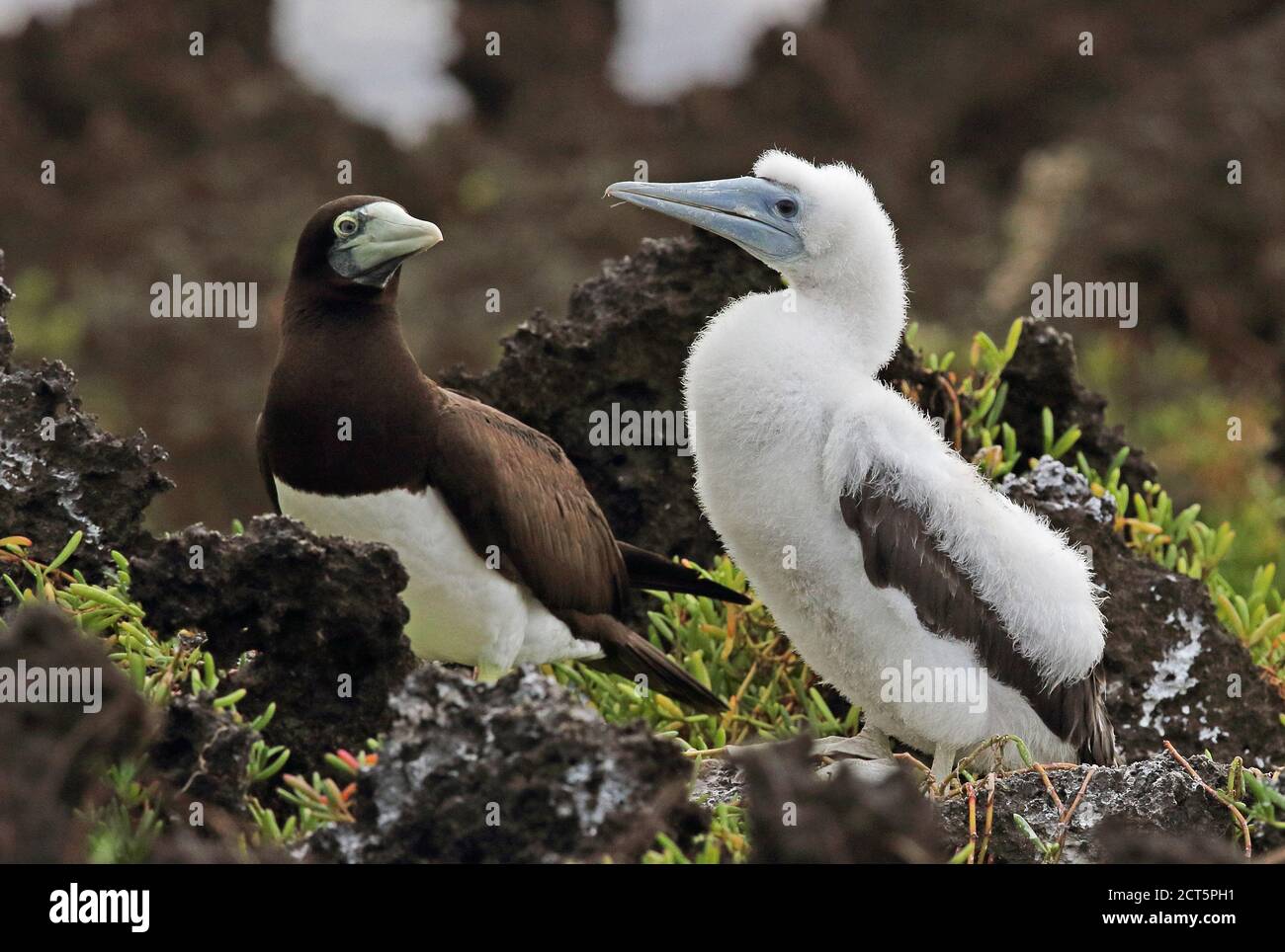 Brown Booby (Sula leucogaster plotus) adult with chick Christmas Island ...