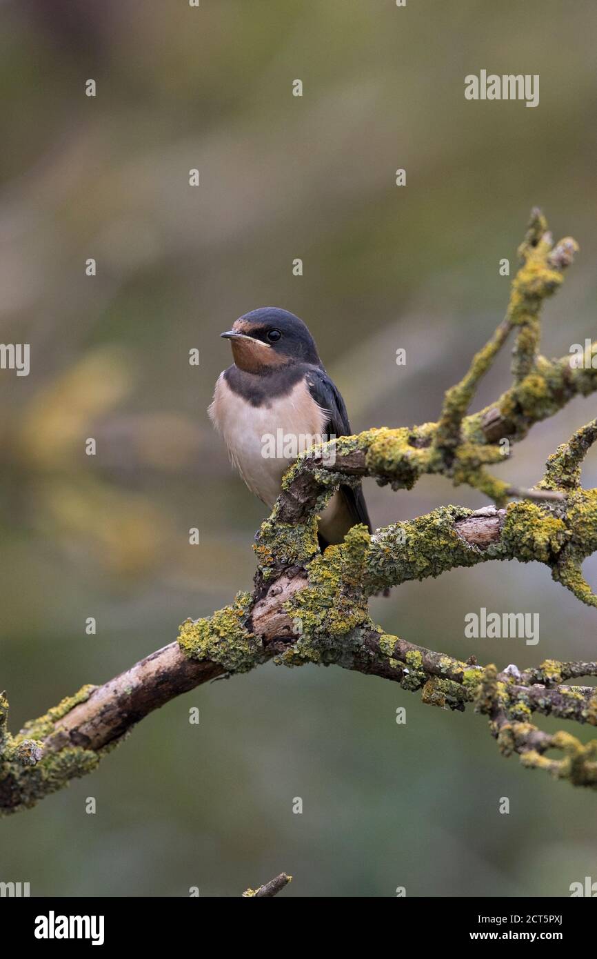 Barn Swallow (Hirundo rustica Stock Photo - Alamy