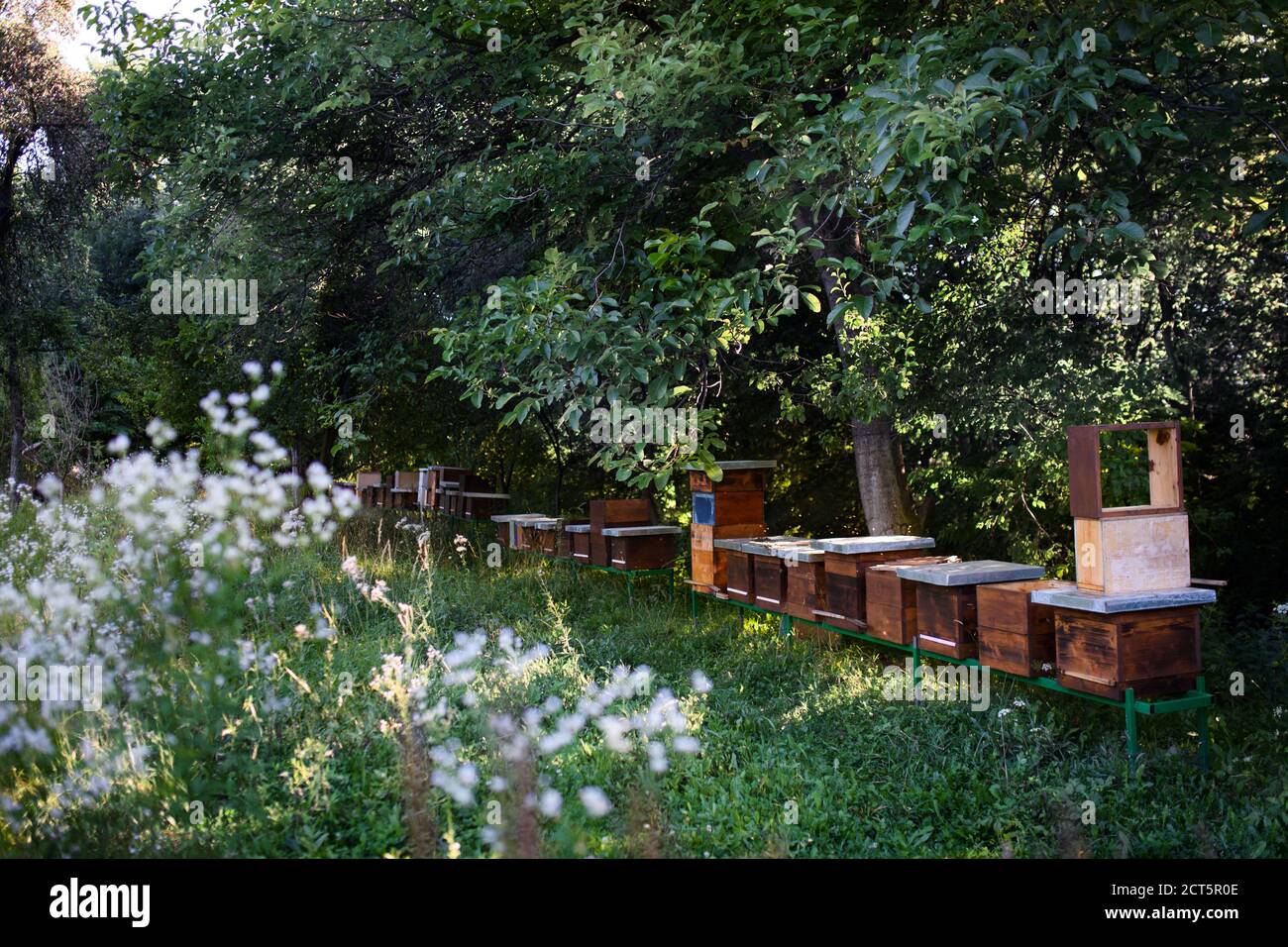 Wooden beehives under trees in the apiary Stock Photo - Alamy