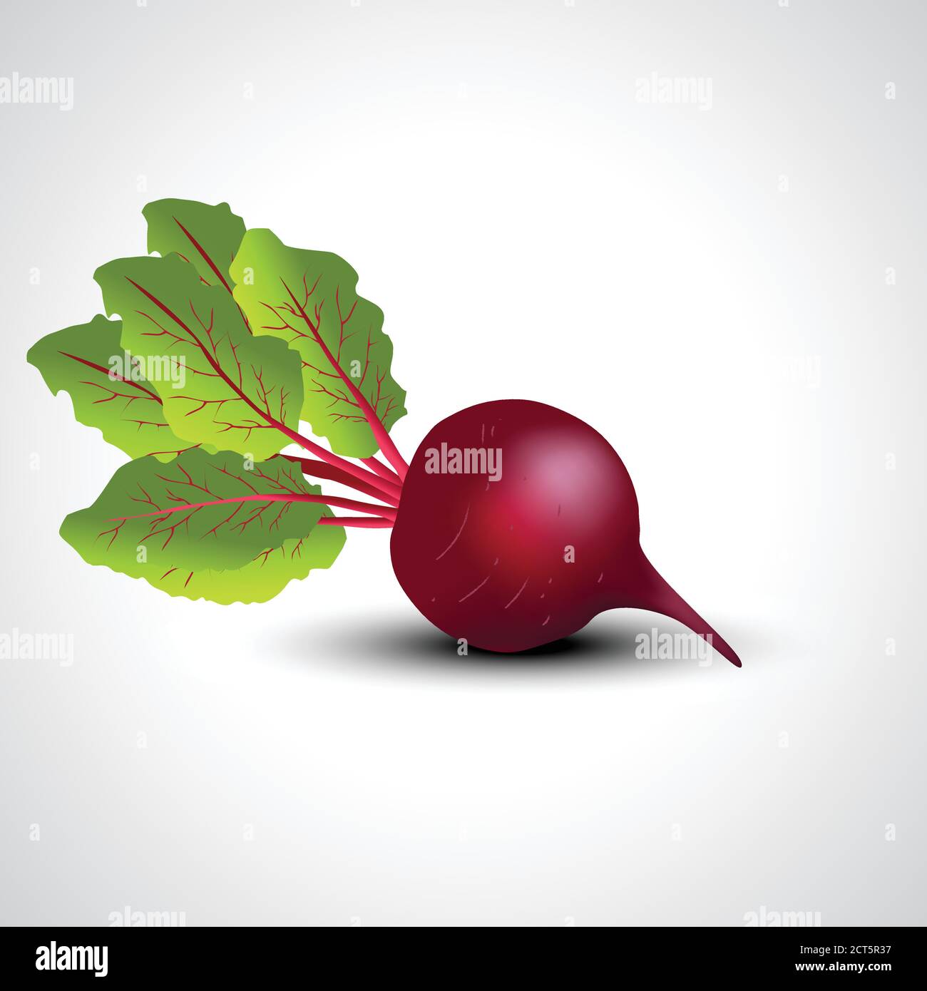 fresh beetroot isolated white background. vector illustration Stock ...