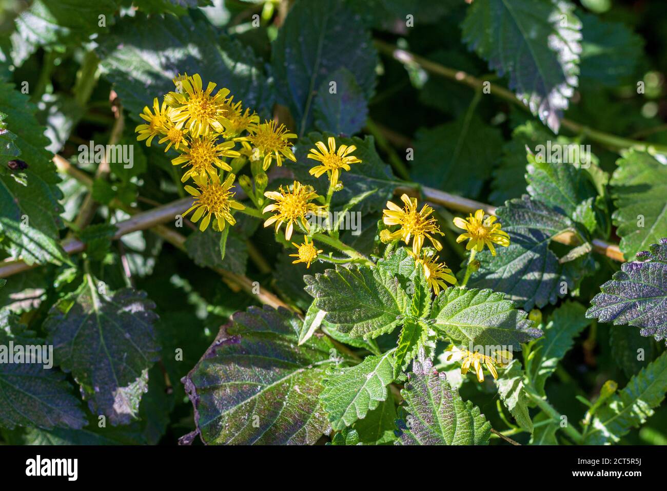 Woody fleabane hi-res stock photography and images - Alamy