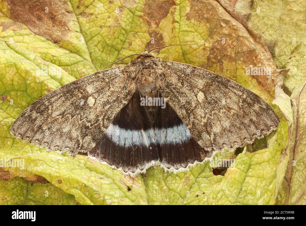 Blue Underwing Moth High Resolution Stock Photography and Images - Alamy