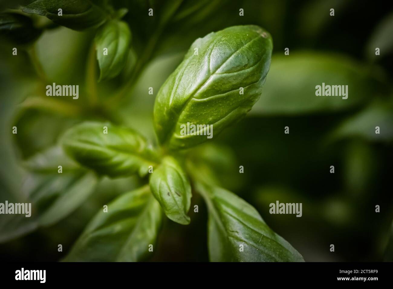 an aromatic annual herb of the mint family, native to tropical Asia ...