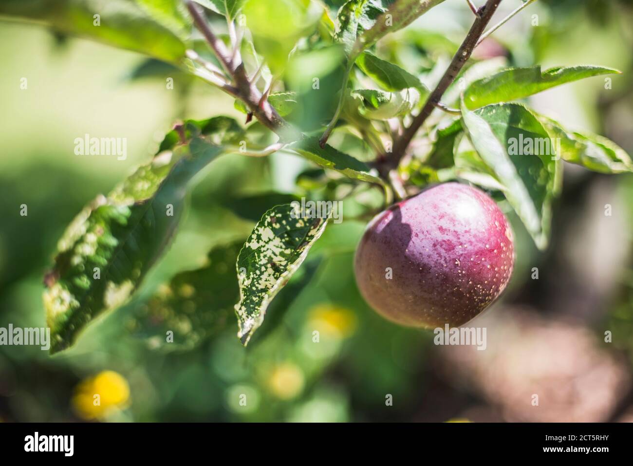 Pompallier mission house hi-res stock photography and images - Alamy
