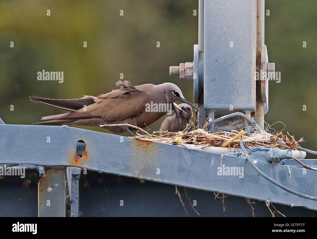 Brown Noddy (Anous stolidus pileatus) adult with chick at nest on crane ...