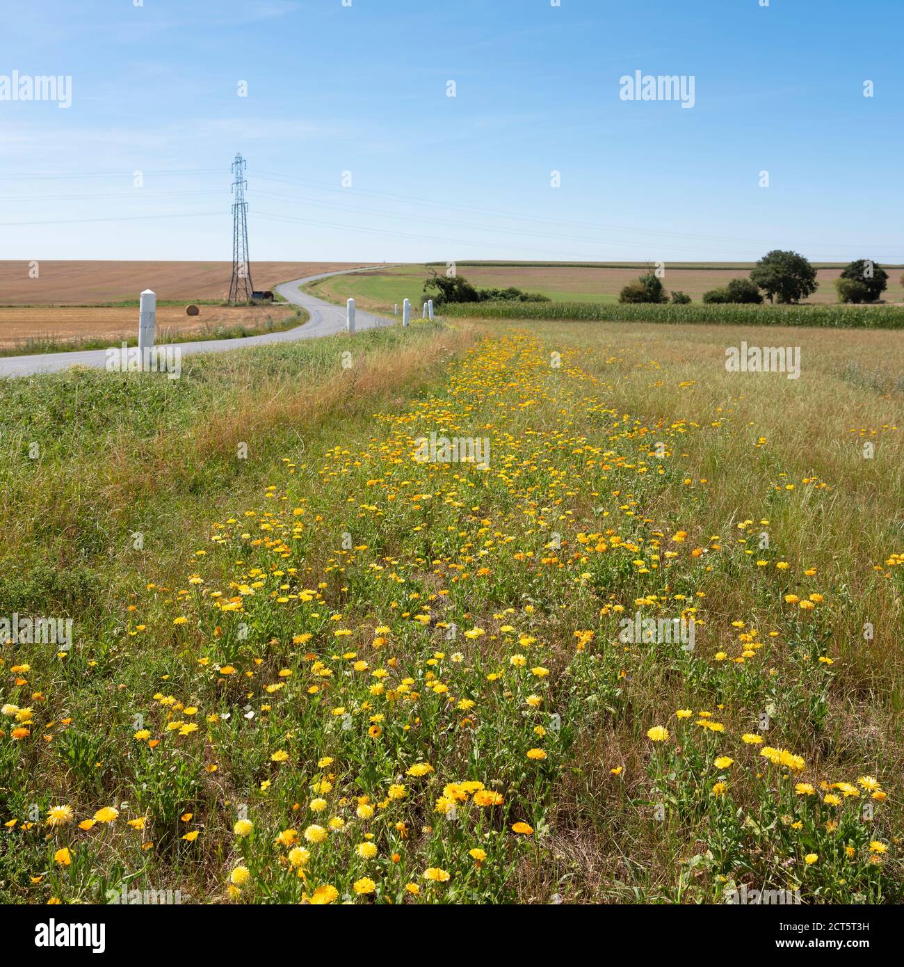 flowers for organic farming in rural landscape of northern france Stock ...