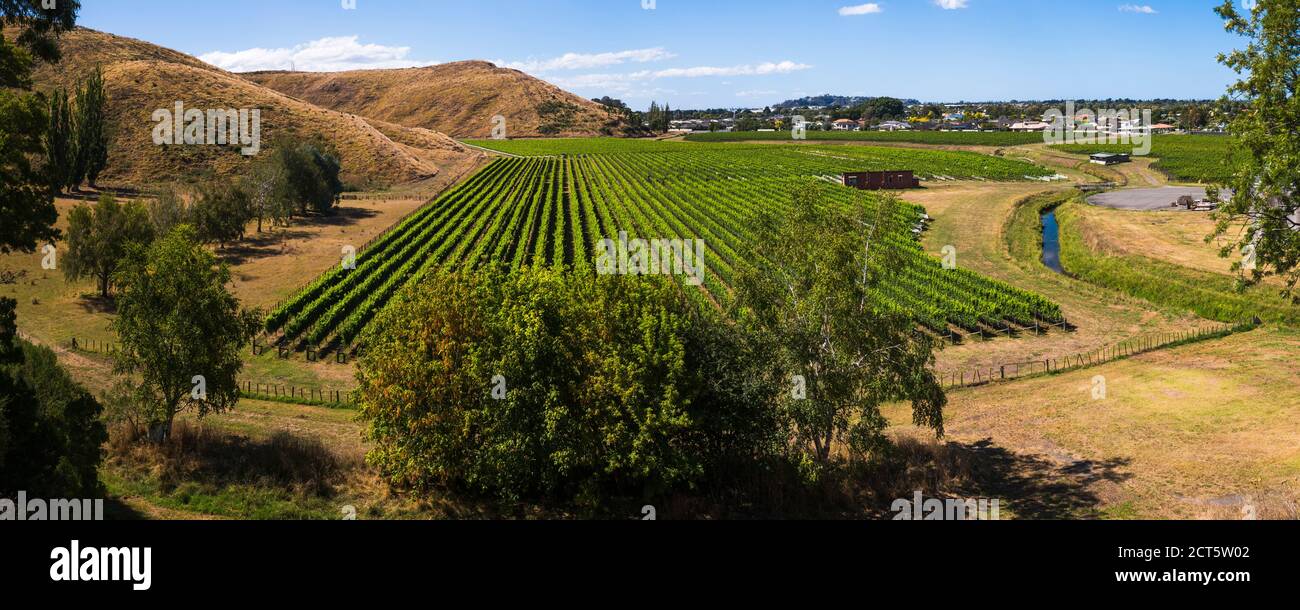 Vineyards at Mission Estate Winery, Napier, Hawkes Bay Region, North ...