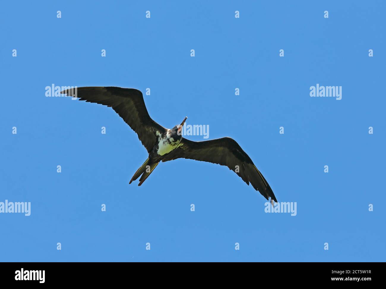Christmas Frigatebird (Fregata andrewsi) immature male in flight ...