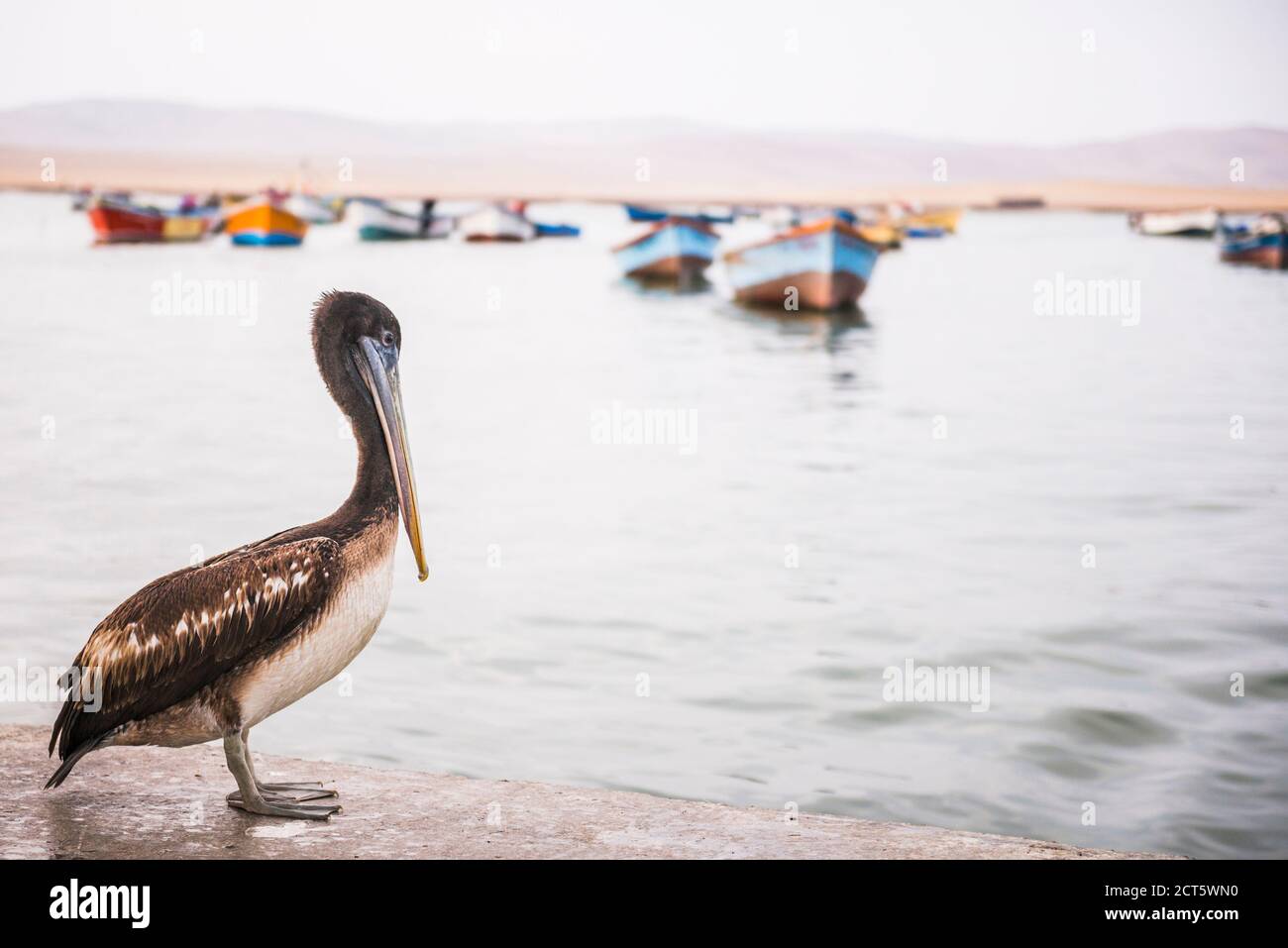 Peruvian Pelican (Pelecanus Thagus) in a fishing village in Paracas ...