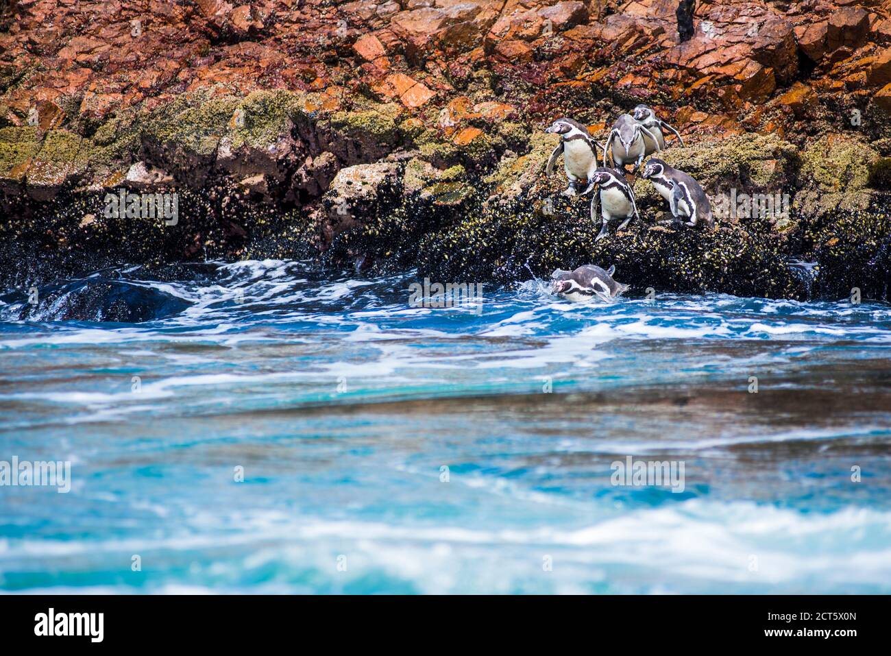 Penguin paracas hi-res stock photography and images - Alamy