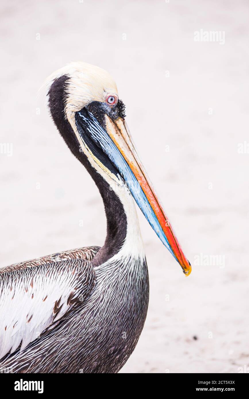Peruvian Pelican (Pelecanus Thagus), Paracas, Ica, Peru, South America ...