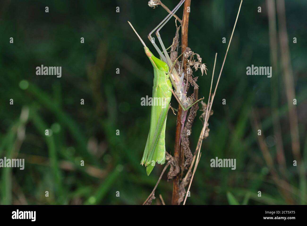 Acrida cinerea hi-res stock photography and images - Alamy