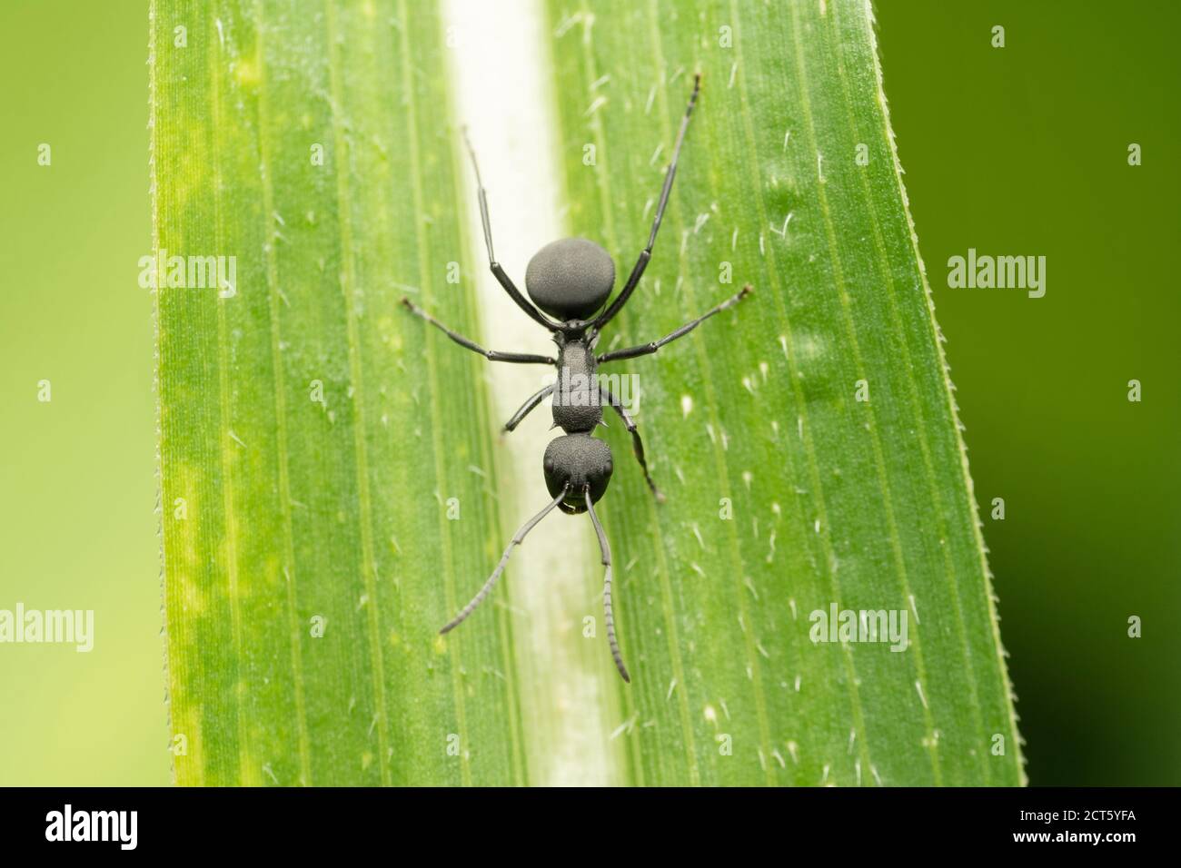 Worker ant polyrhachis proxima, Satara, Maharashtra, India Stock Photo ...