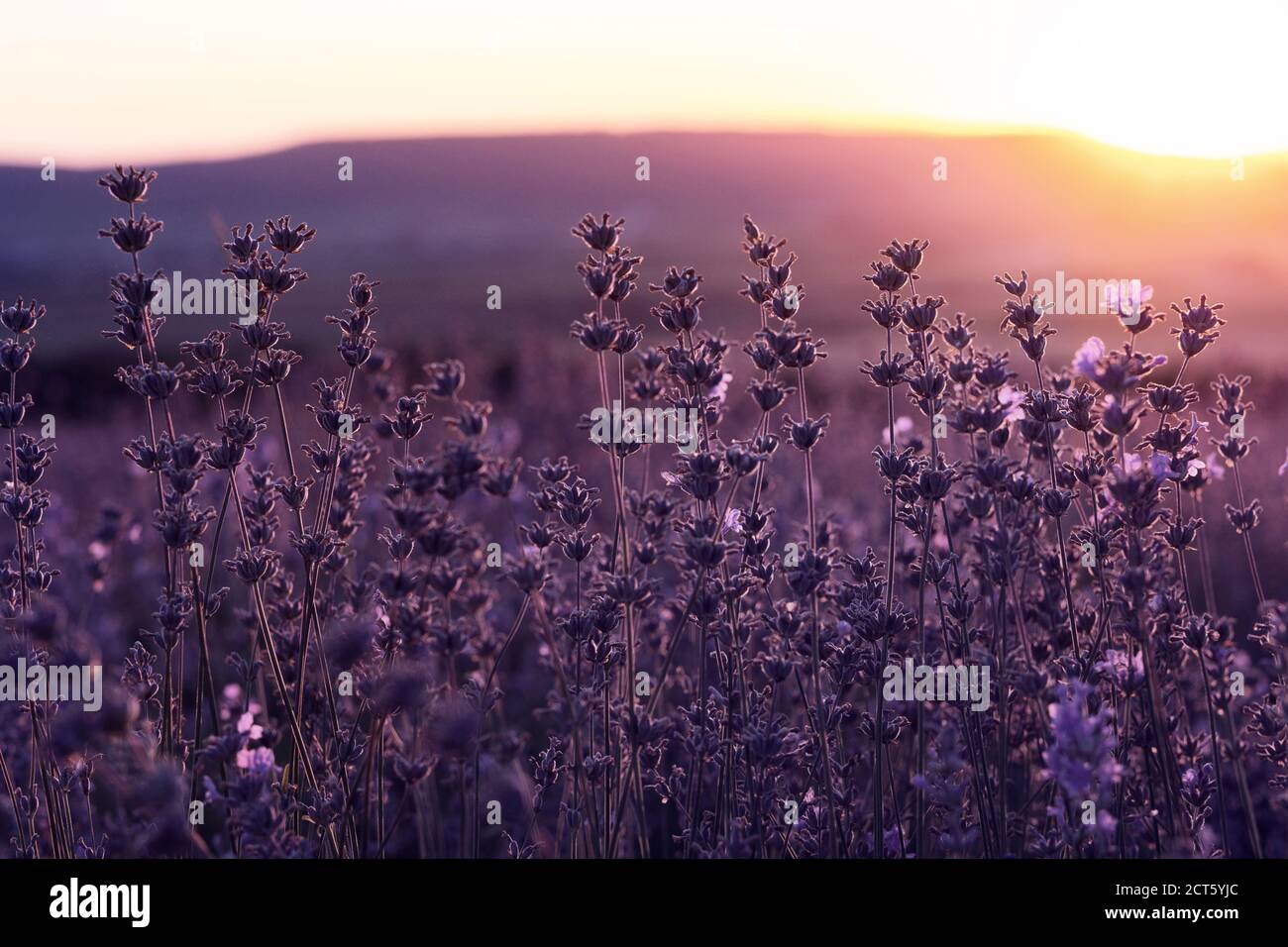 Lavender violet Field in the summer sunset time close up. Sunset gleam ...