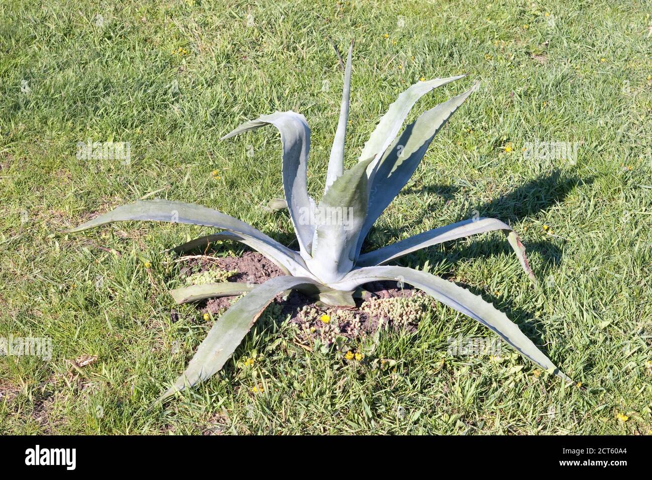 Blue agave plant growing on field with green grass Stock Photo - Alamy