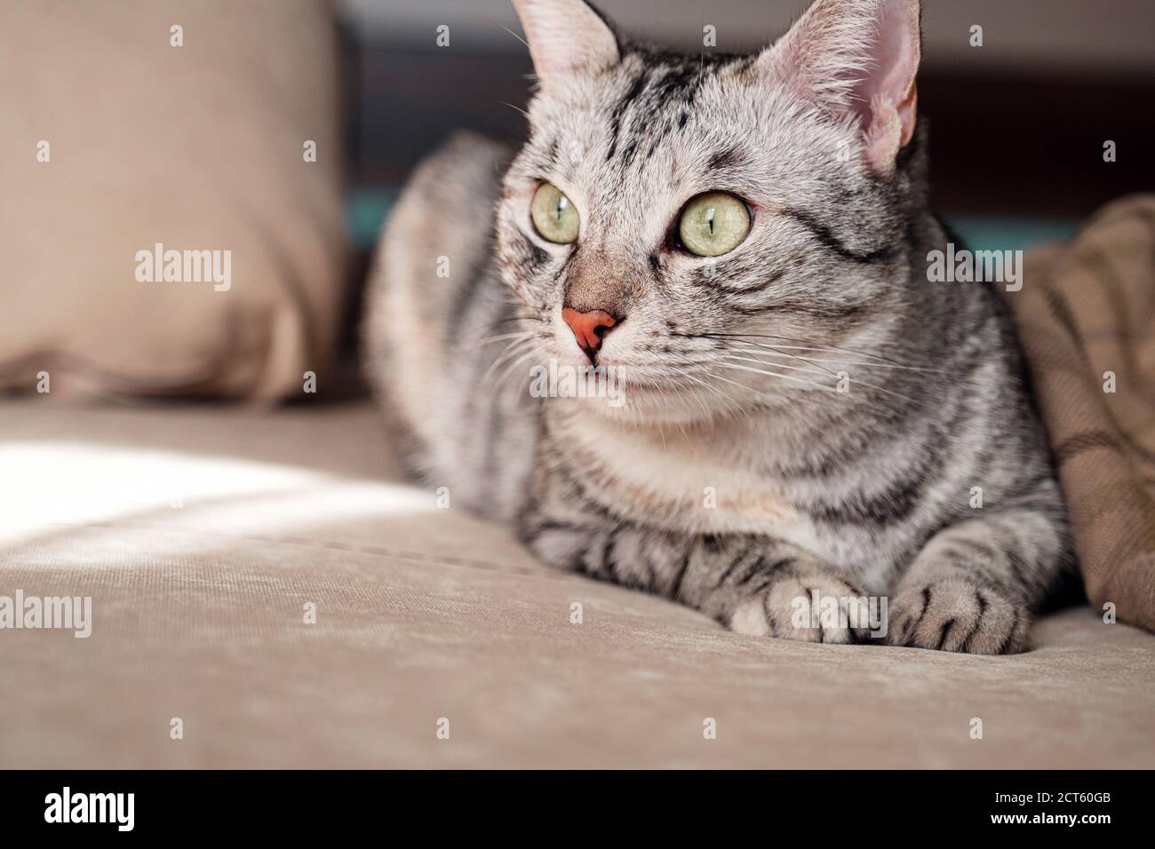 Portrait of a pretty cat is sitting on a sofa. Cosy scene, hygge ...