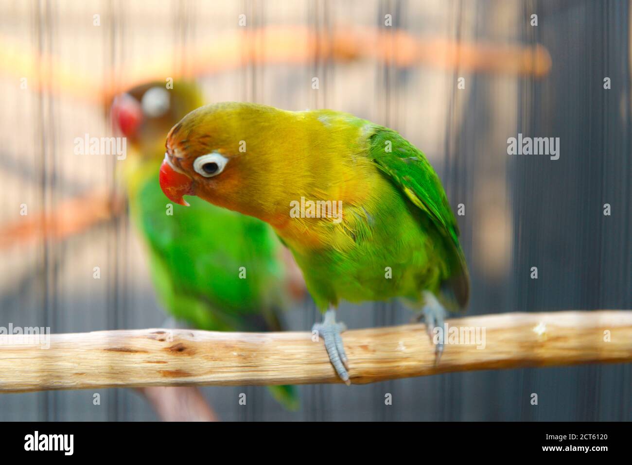 Lovebird standing on a branch in the cage Stock Photo - Alamy