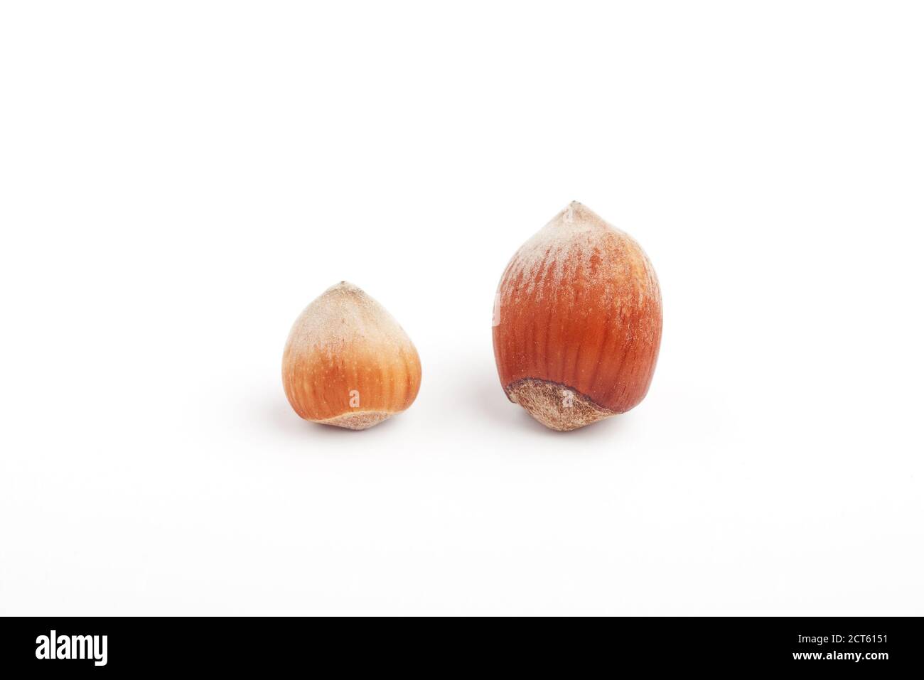 Big and small whole hazelnuts isolated on white Stock Photo - Alamy