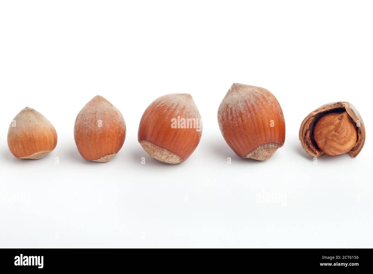 Row of hazelnuts of increasing size with cracked one showing kernel ...