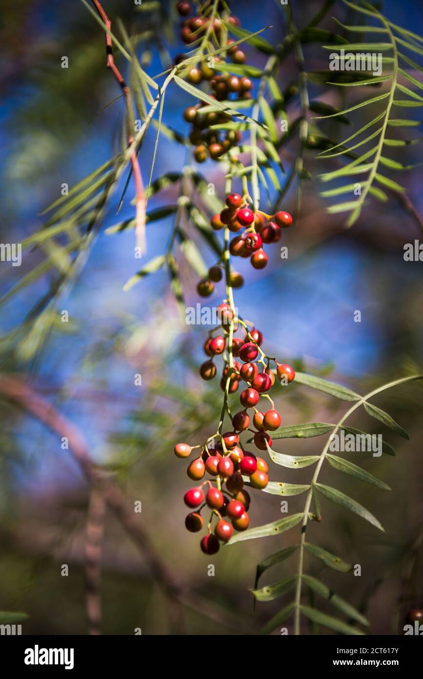 Berries and fauna in Colca Canyon, Peru, South America Stock Photo - Alamy