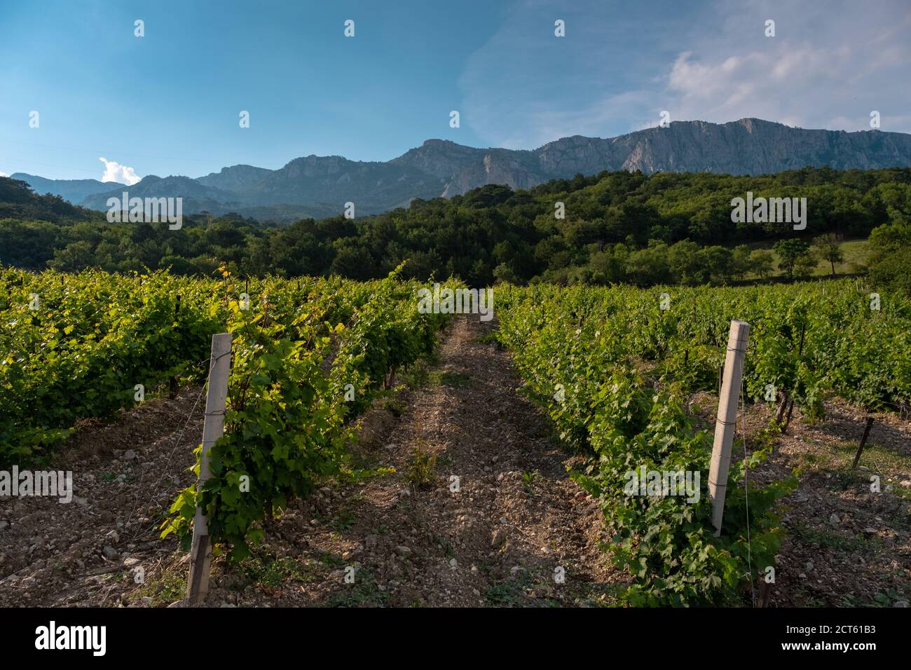 Long drink in paradise hi-res stock photography and images - Alamy