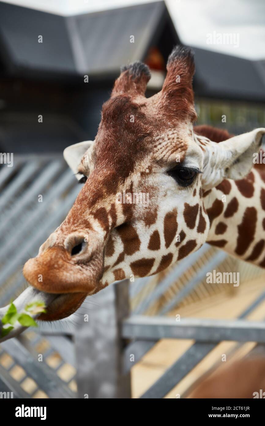 Photograph of a giraffe Stock Photo - Alamy