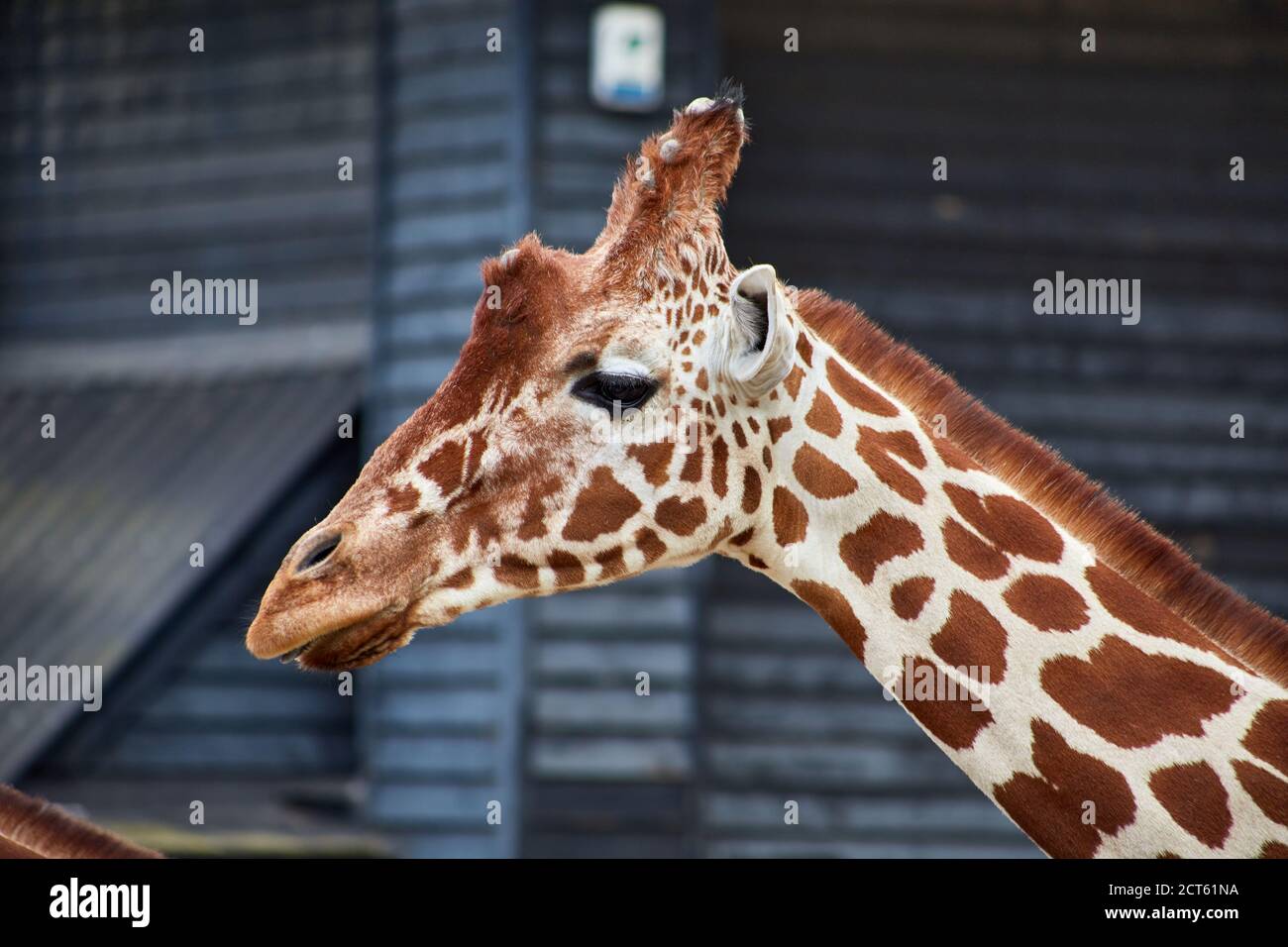 Photograph of a giraffe Stock Photo - Alamy