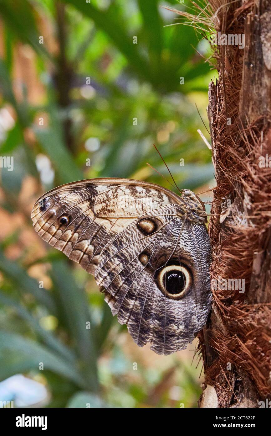 Butterfly vector hi-res stock photography and images - Alamy