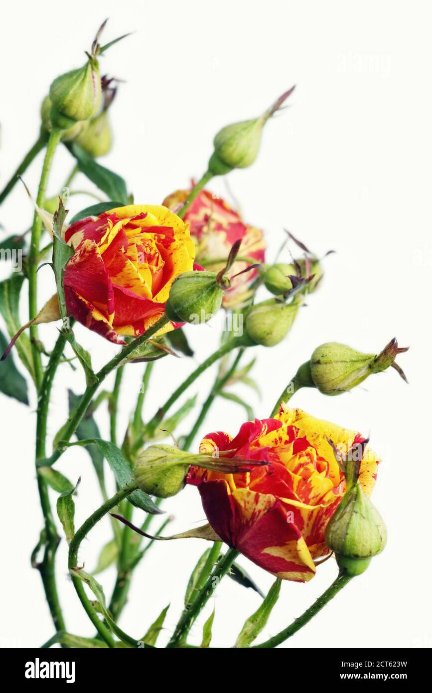 Rosebud buttons hi-res stock photography and images - Alamy