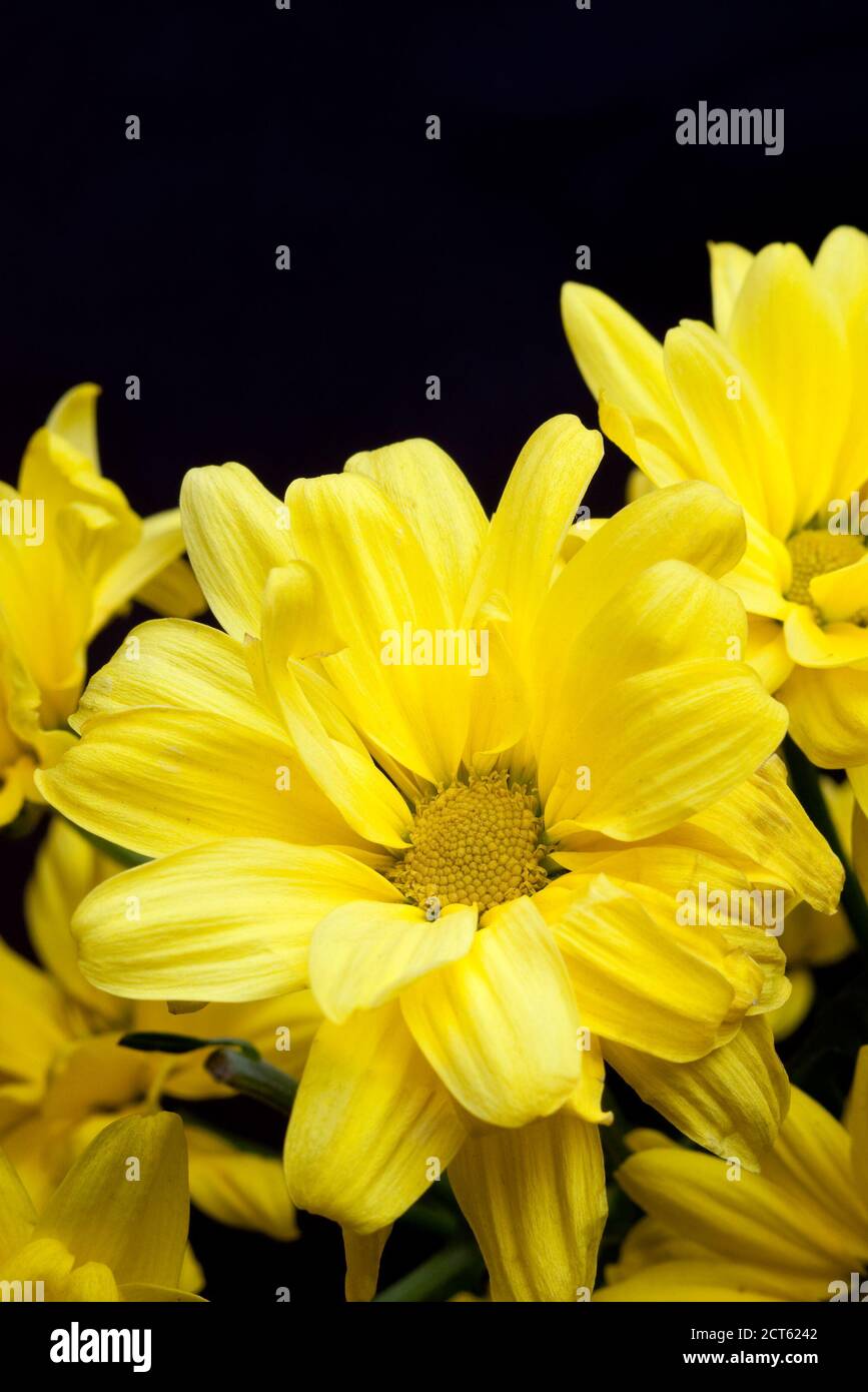 Yellow blossomed chamomile flower buds against dark background with ...