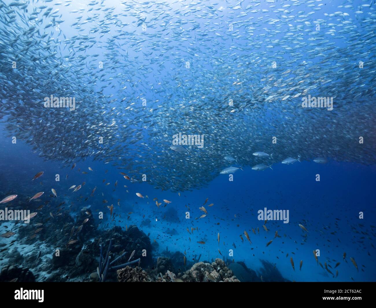 Blue Runner in bait ball / school of fish in turquoise water of coral ...