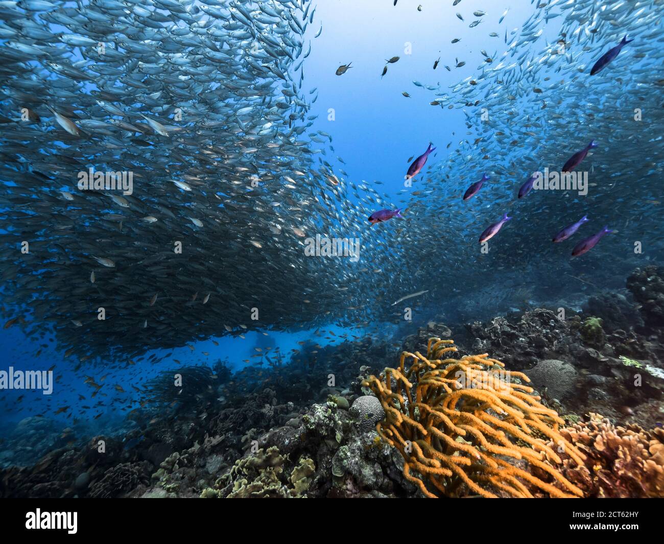 Bait ball / school of fish in turquoise water of coral reef in ...