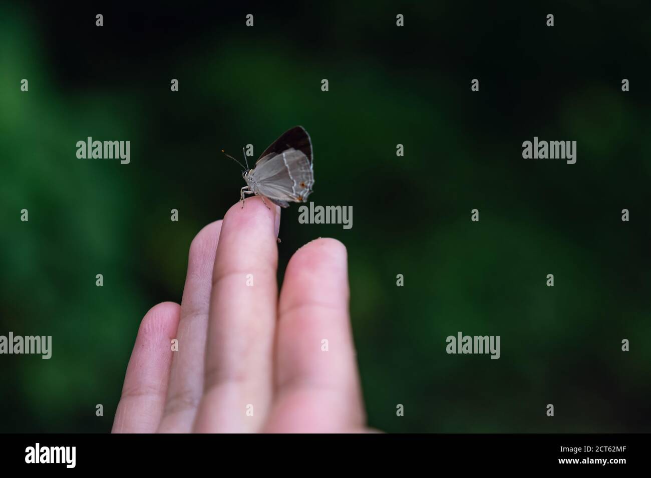 Butterfly sits on a woman hand. Blue, fragile butterfly wings on woman ...