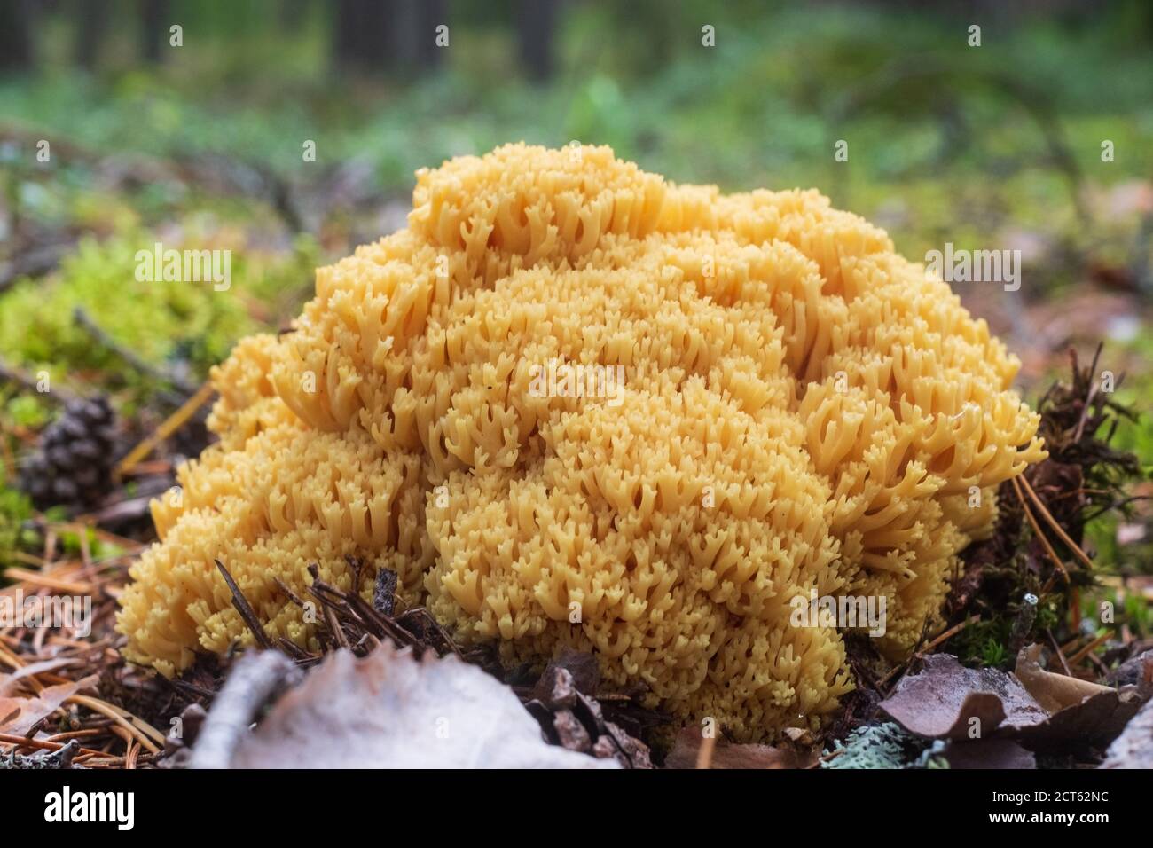 Coral Fungi