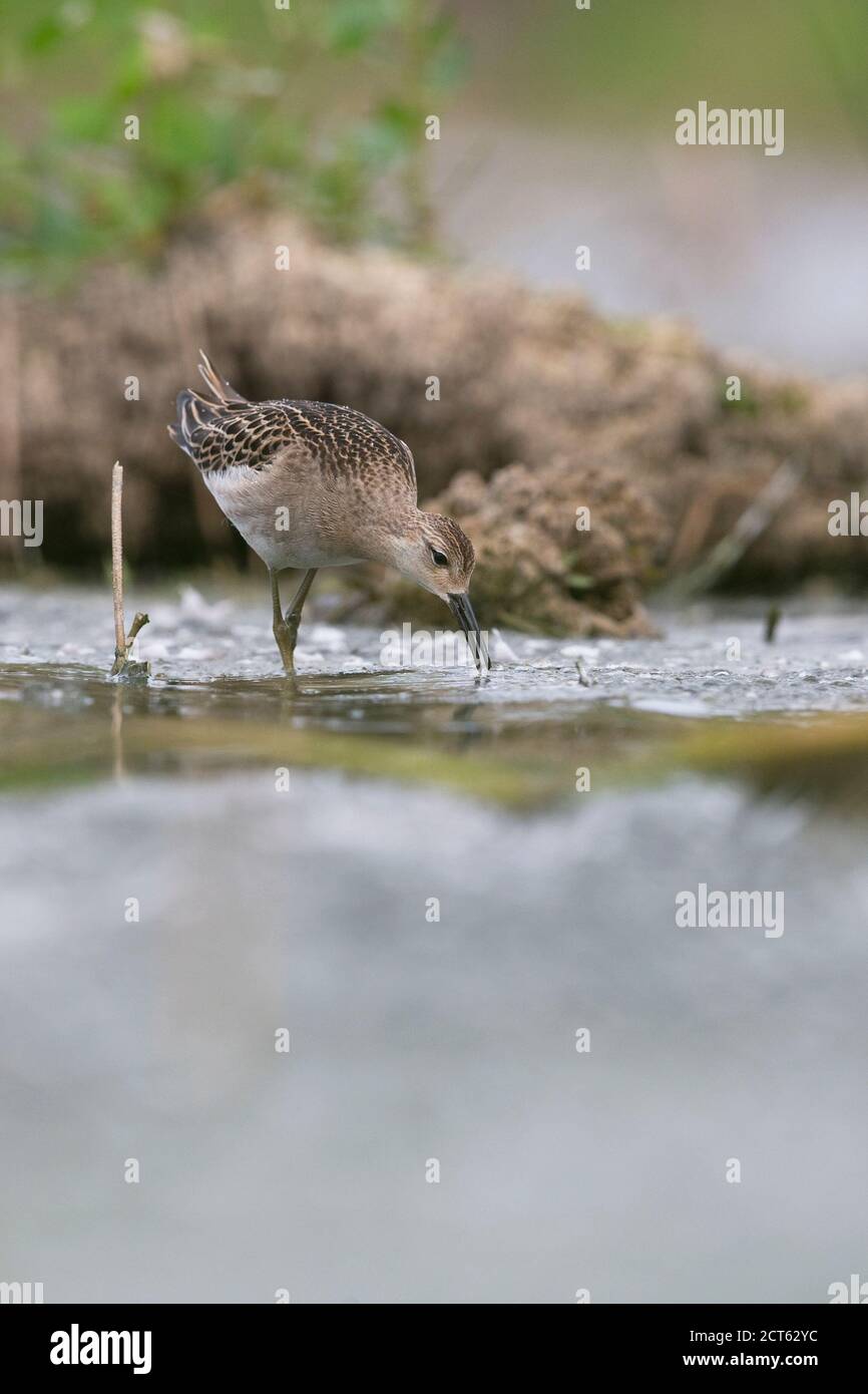 Juvenile ruffs hi-res stock photography and images - Alamy