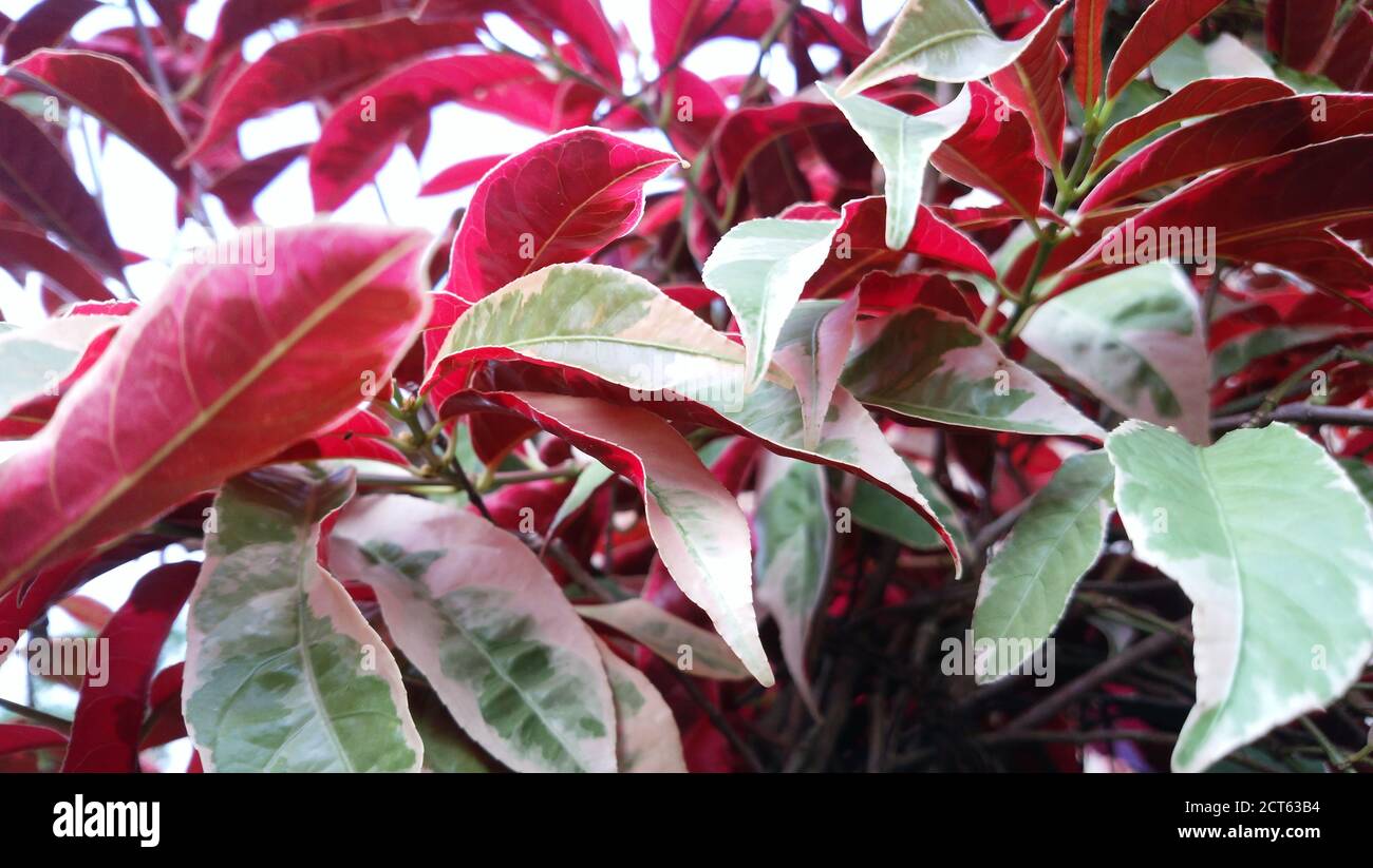 Chinese croton variegated hi-res stock photography and images - Alamy