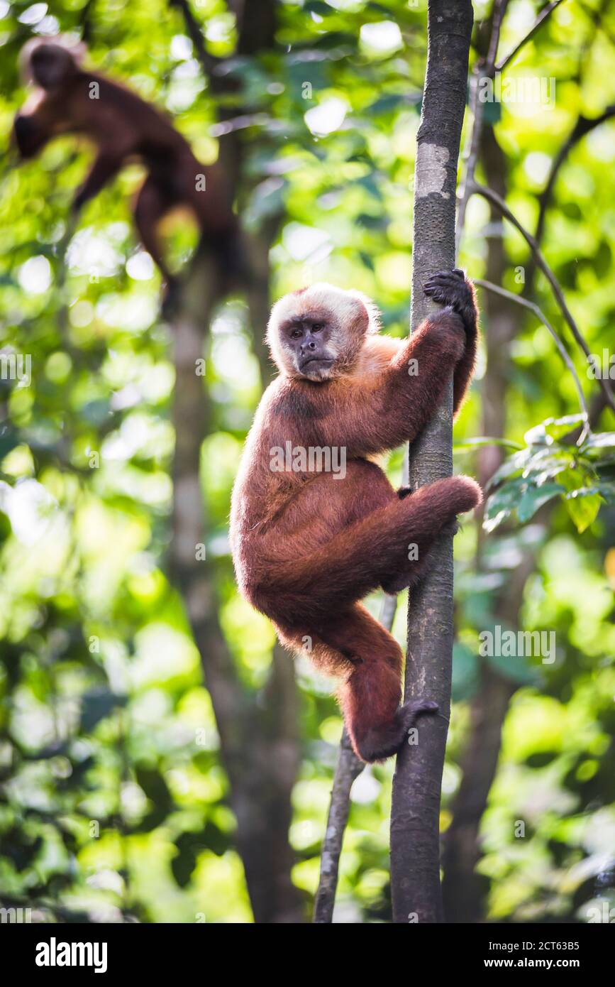 White fronted Capuchin Monkey (Cebus albifrons), Monkey Island (Isla de ...