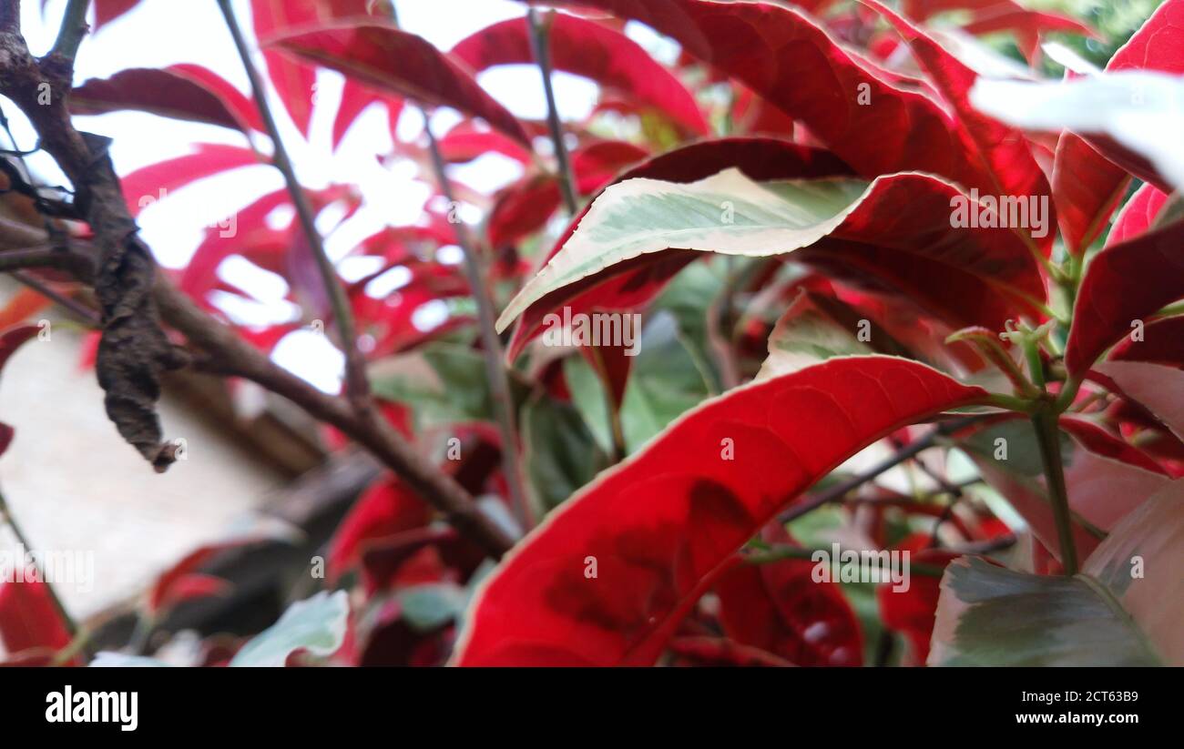 Chinese Croton Plant The Chinese Croton, Or Blindness Tree, Is A