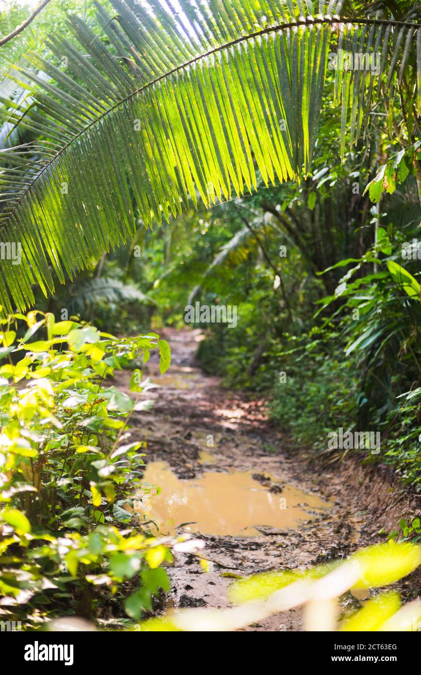 Amazon rainforest peru hi-res stock photography and images - Alamy